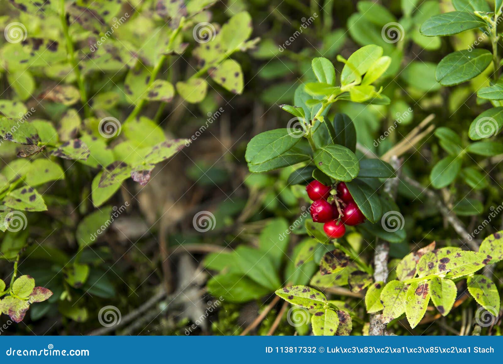 Cranberries Growing in the Forest Stock Photo - Image of cranberries ...