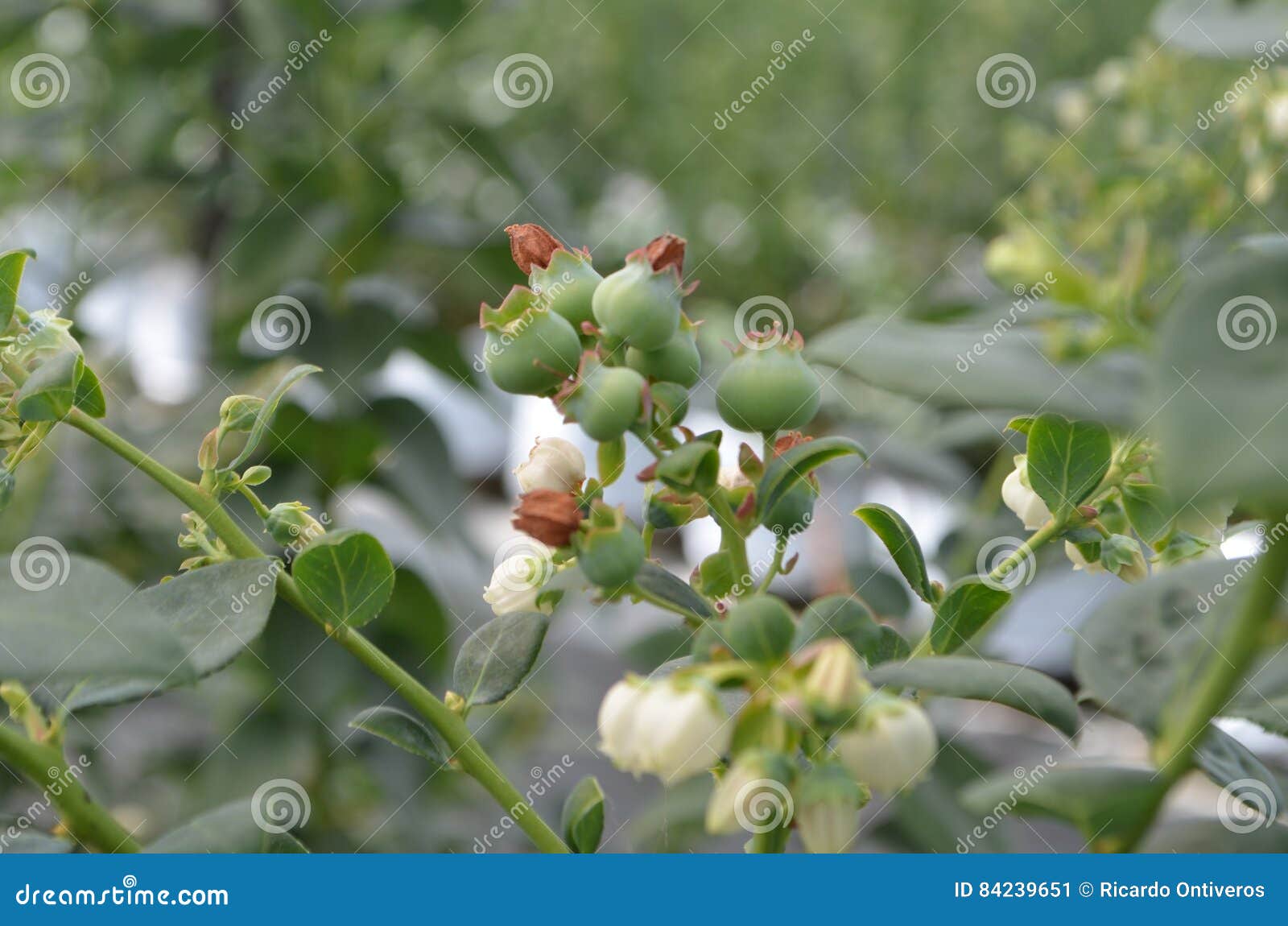 Cranberries plant stock image. Image of quality, fields - 84239651