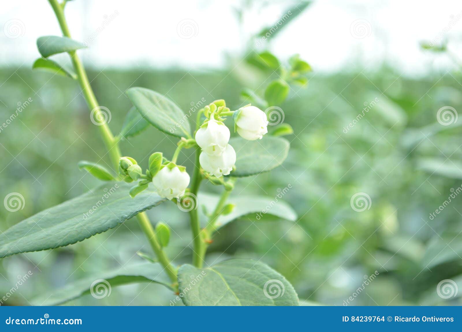Cranberries plant stock photo. Image of flowering, fertilization - 84239764