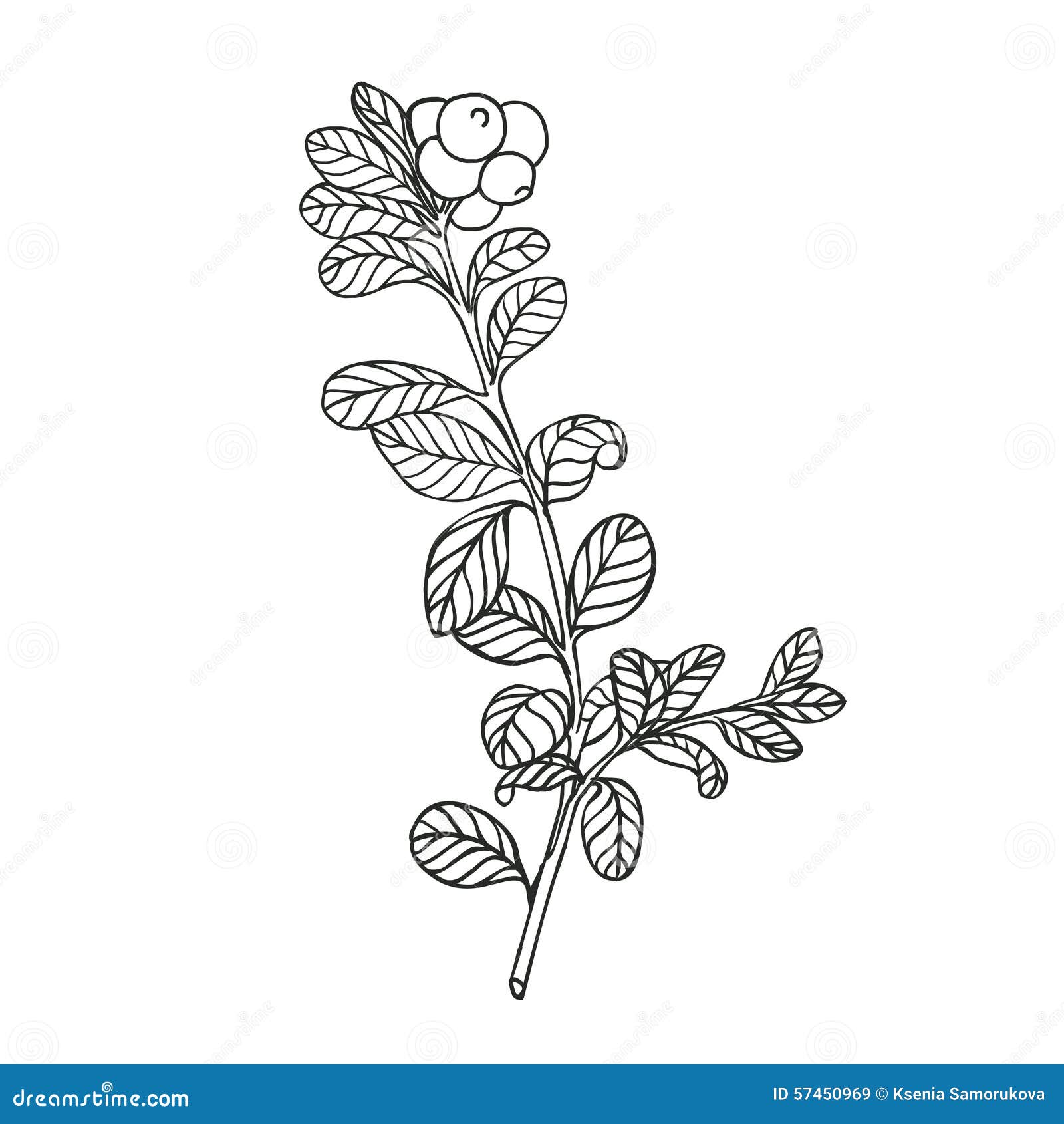 Cranberry Bush Drawing