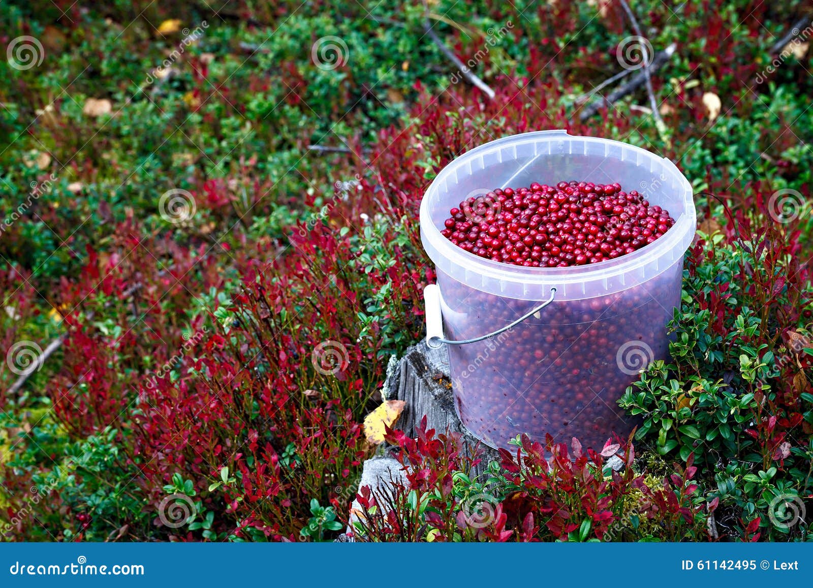 Cranberries in Plastic Bucket on the Green Grass Stock Image - Image of ...