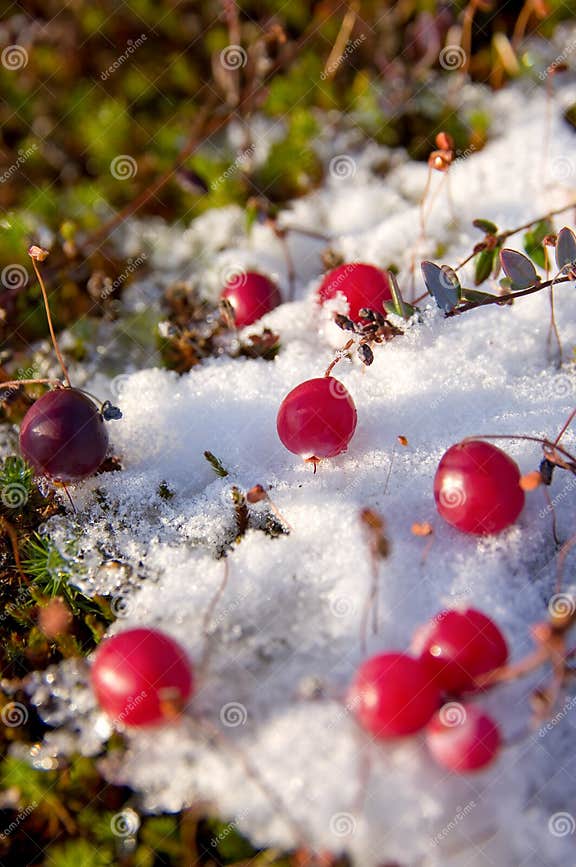 Cranberries in the snow. stock image. Image of close - 20318523