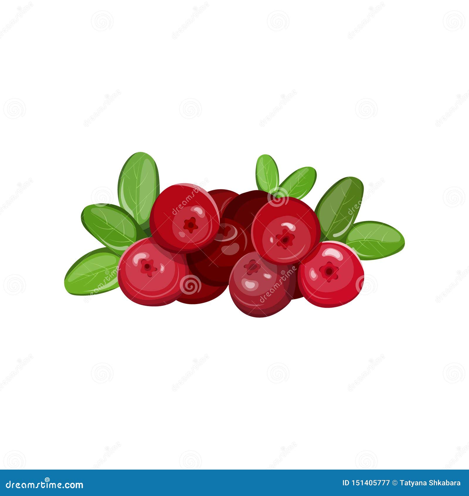 Cranberries Vector Illustration Stock Vector - Illustration of color ...