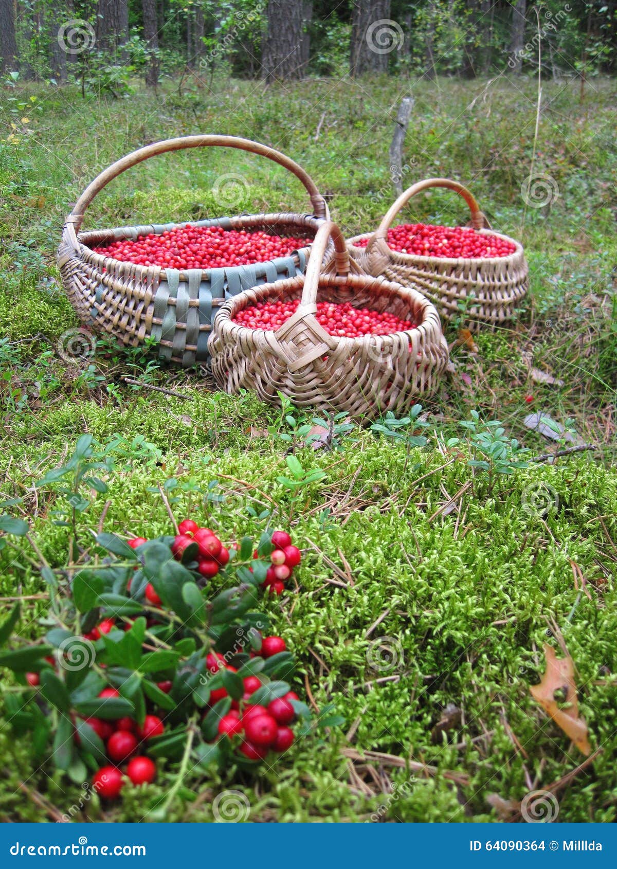Cranberries in wicker stock photo. Image of ripe, three - 64090364