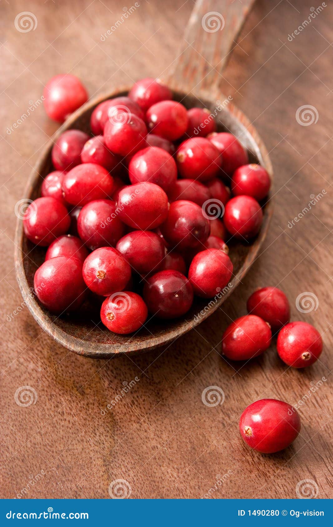 Cranberry stock photo. Image of fall, cranberries, food - 1490280