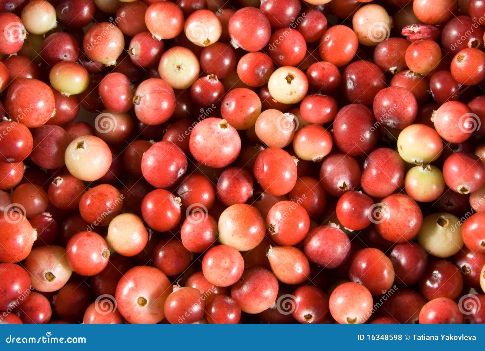 Cranberry stock photo. Image of healthy, food, juicy - 16348598