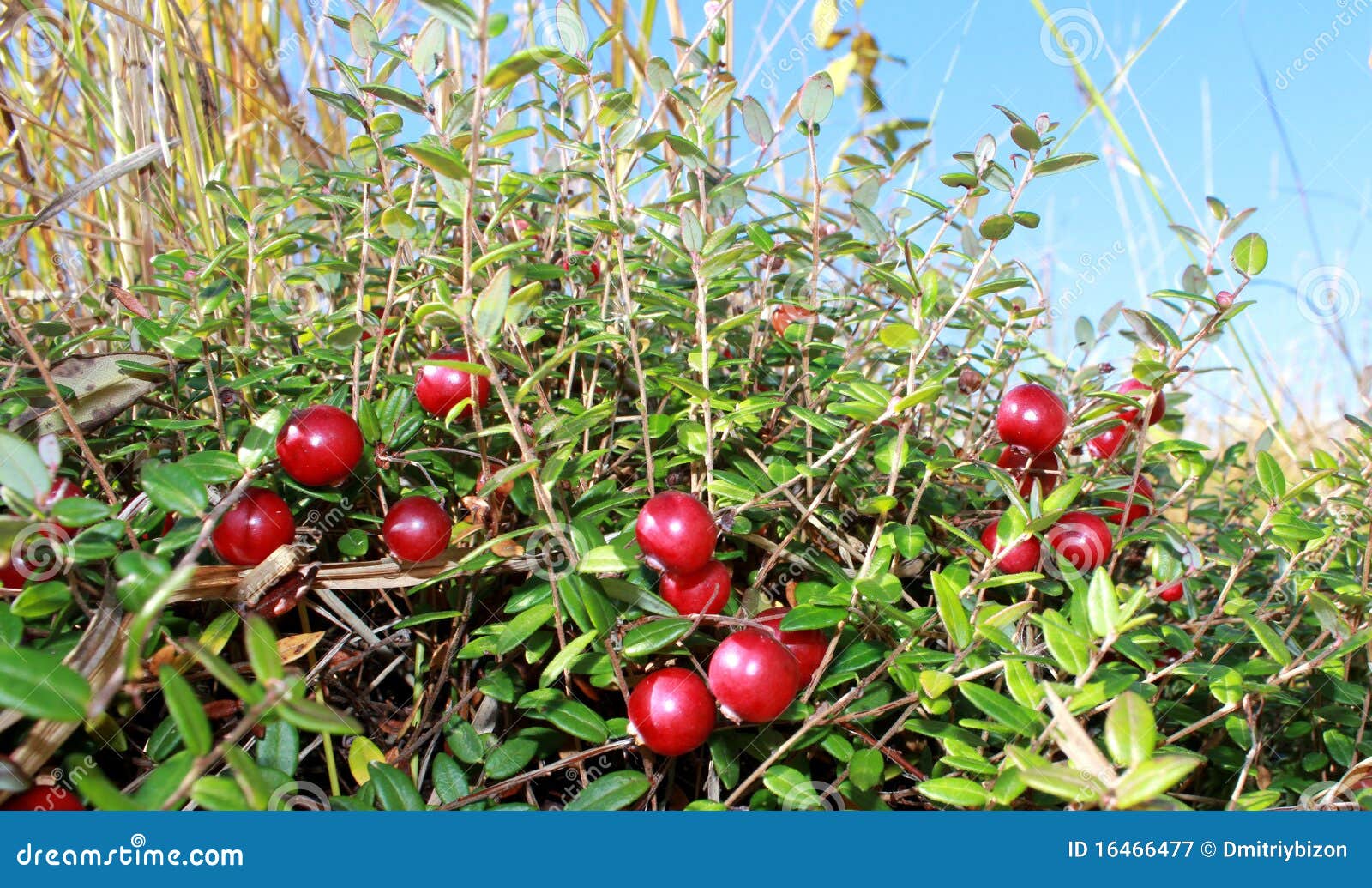 Cranberry stock image. Image of nature, plant, collect - 16466477
