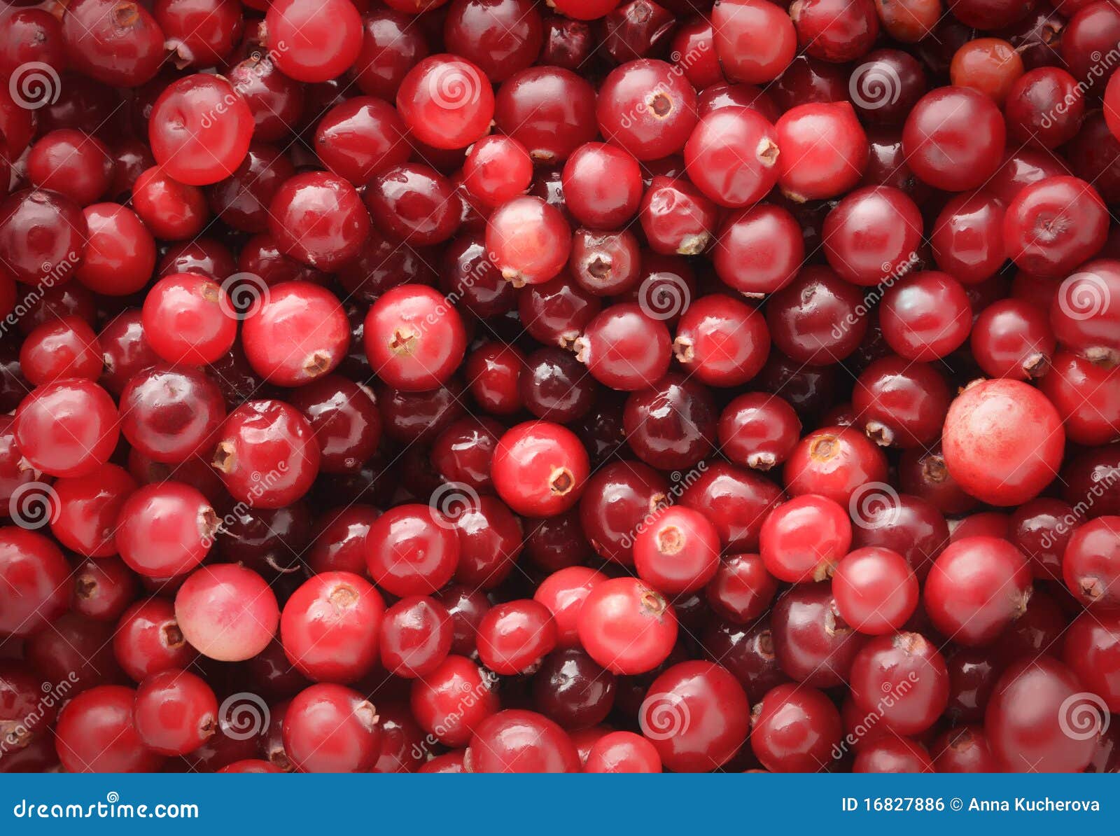 Cranberry stock photo. Image of berries, organic, background - 16827886