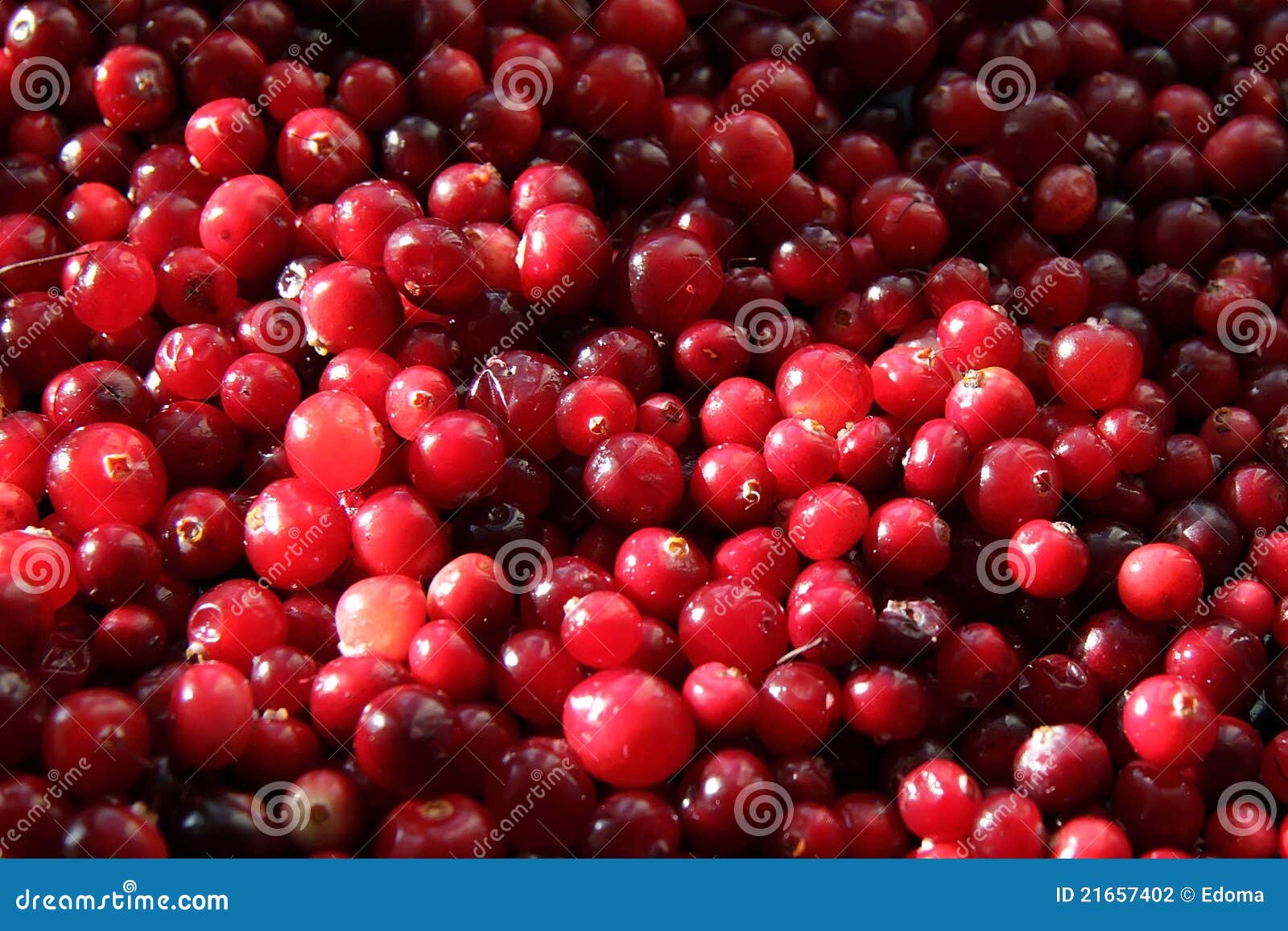 Cranberry stock photo. Image of background, texture, vegan - 21657402