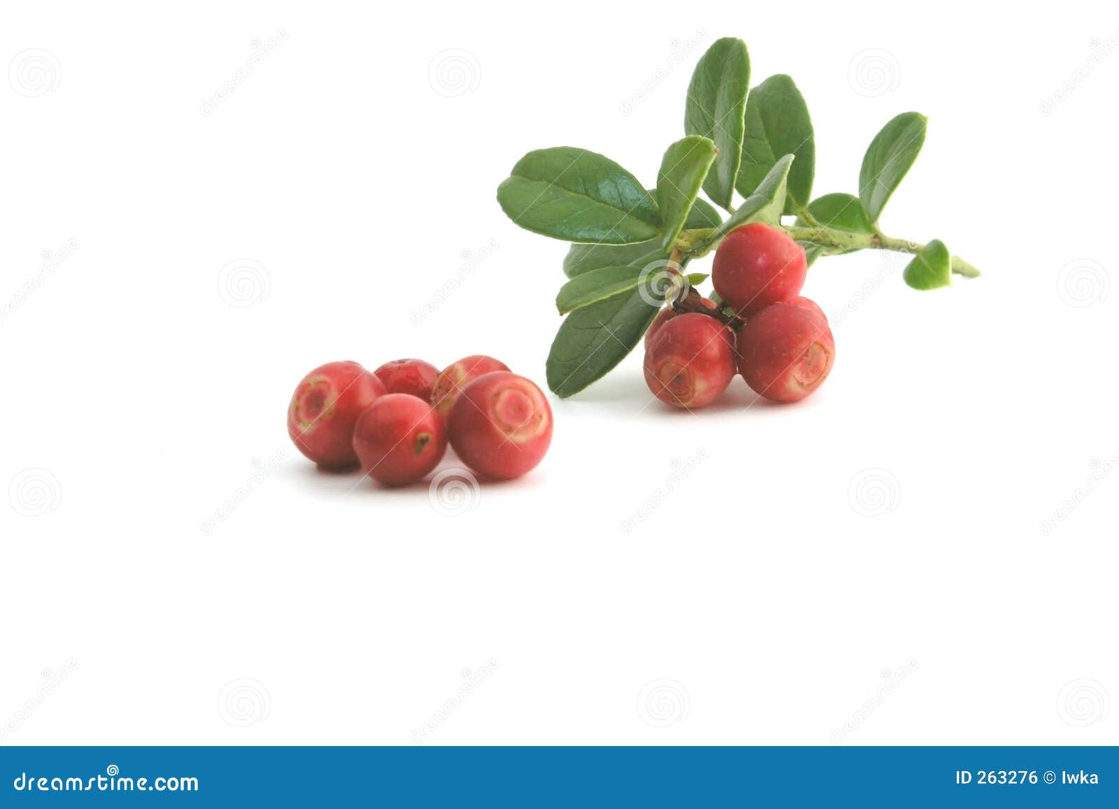 Cranberry stock photo. Image of evergreen, carotene, macro - 263276