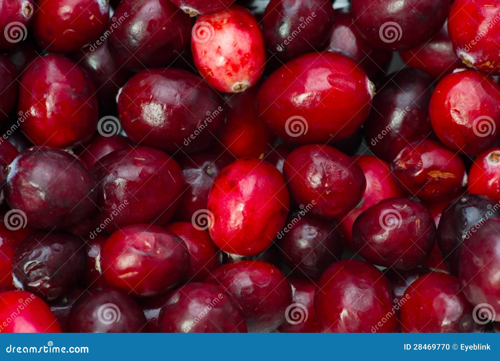 Cranberry stock photo. Image of healthy, plant, diet - 28469770