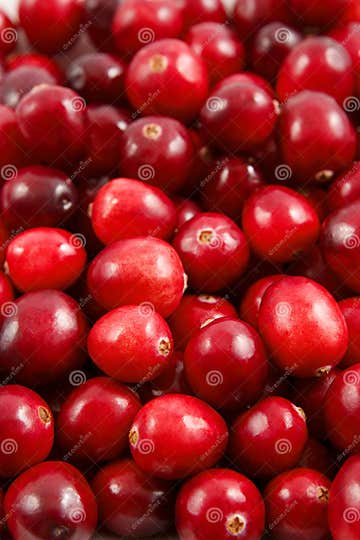 Cranberry stock image. Image of food, thanksgiving, organic - 3335937