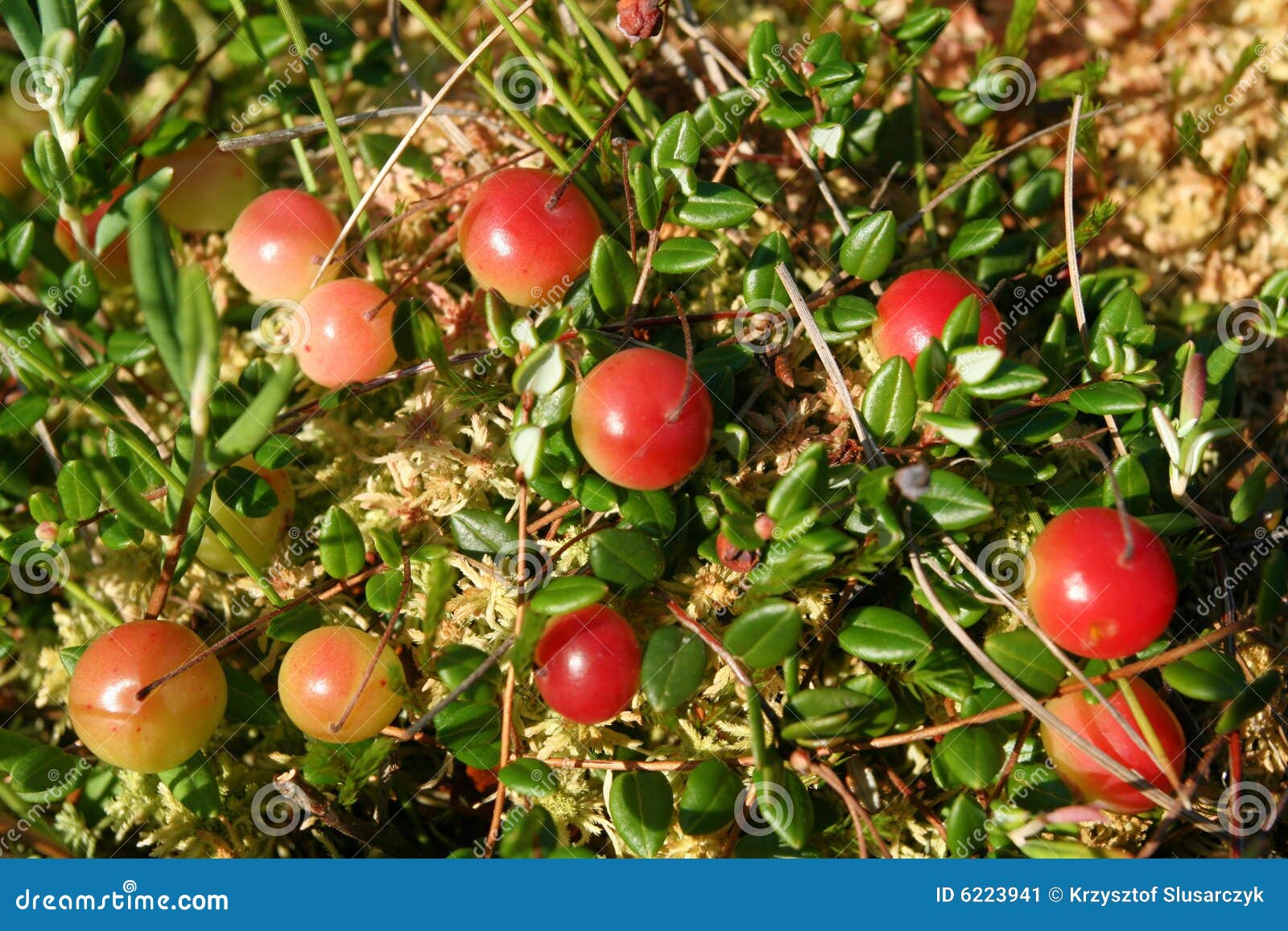 Cranberry. stock image. Image of fruit, healthful, food - 6223941