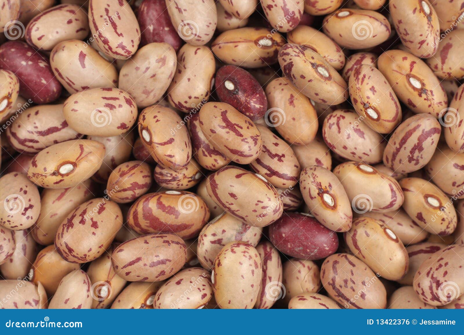 Cranberry beans stock photo. Image of acrospire, bean - 13422376