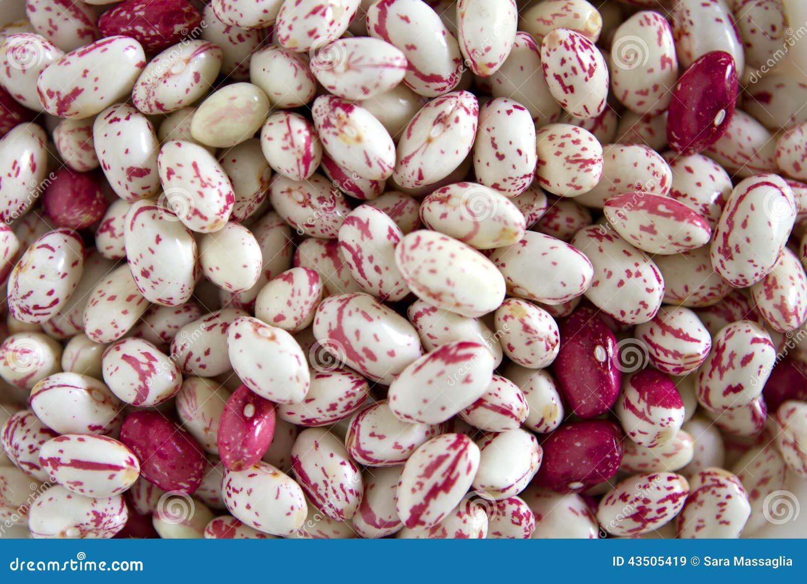 Cranberry Beans stock image. Image of nature, close, magenta - 43505419
