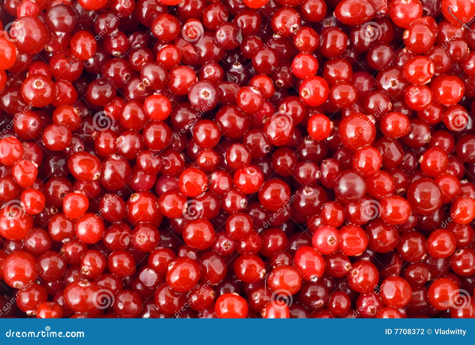 Cranberry berry stock photo. Image of nature, berry, juice - 7708372