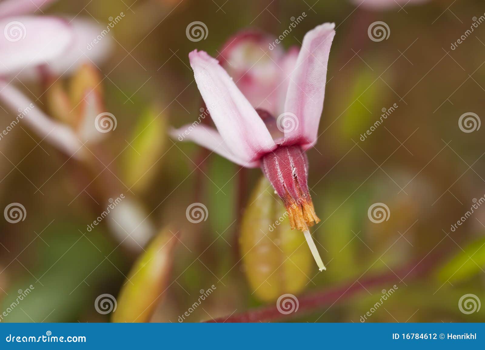 Cranberry blossoms stock photo. Image of horizontal, blossom - 16784612