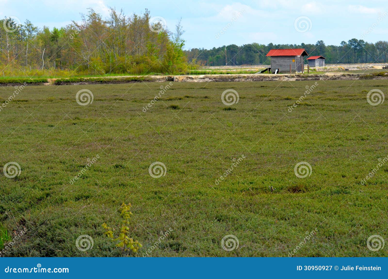 Cranberry Bog stock image. Image of field, farming, cultivation - 30950927