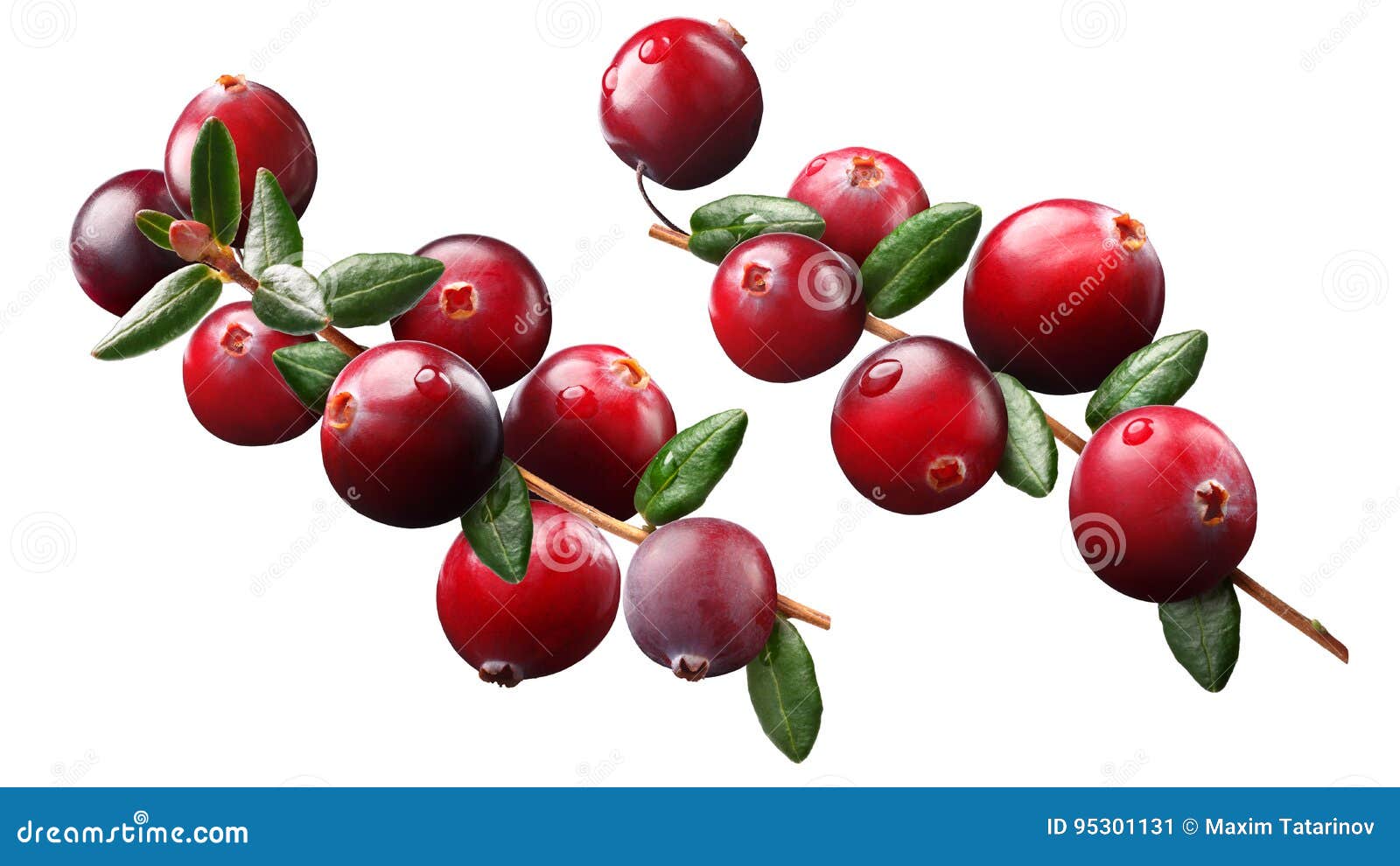 Cranberry Branch Composition, Clipping Paths Stock Image - Image of ...