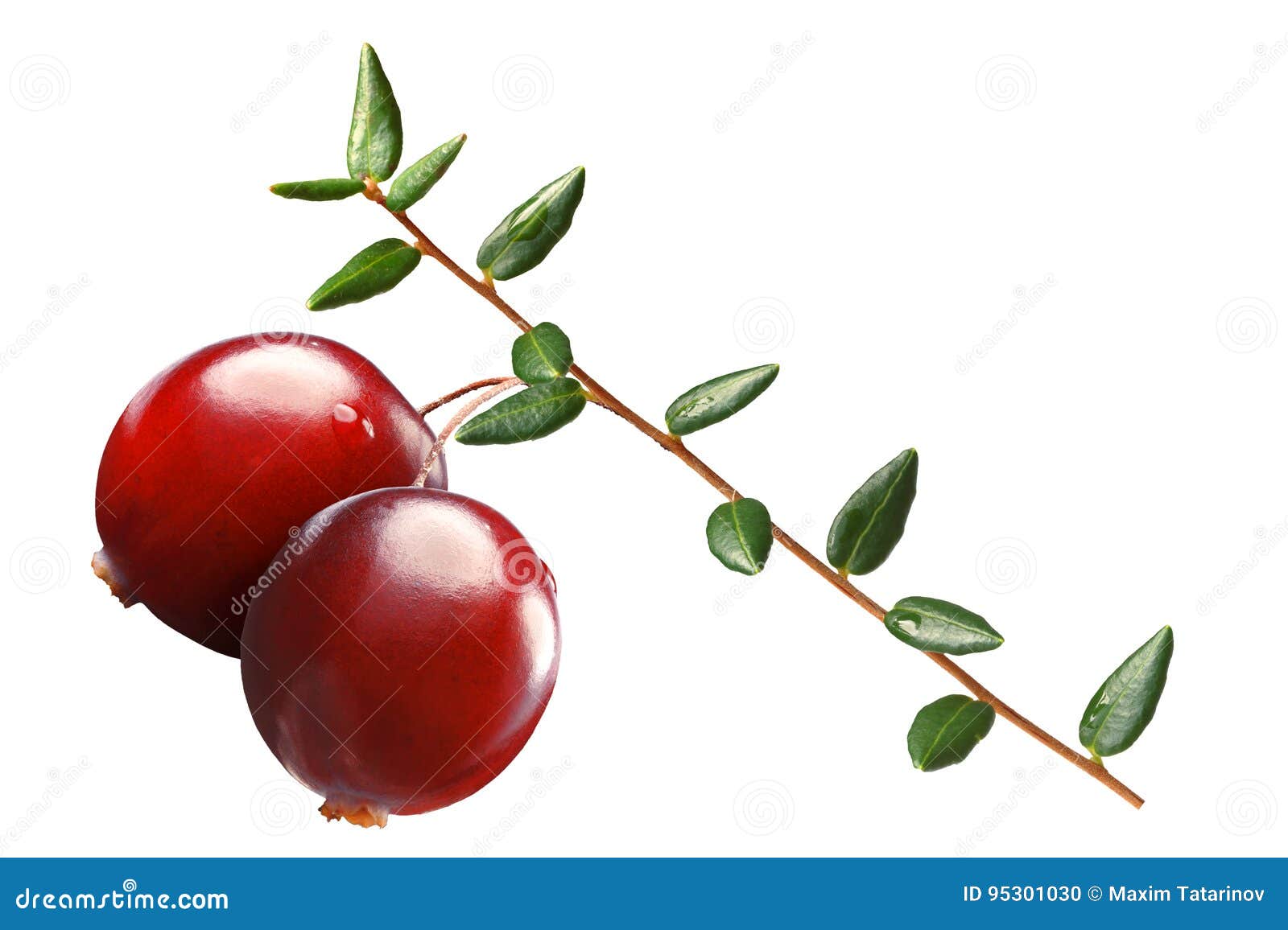 Cranberry branch, paths stock photo. Image of forage - 95301030