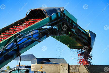 Cranberry Conveyor and Loader Agriculture Machine Stock Photo - Image ...