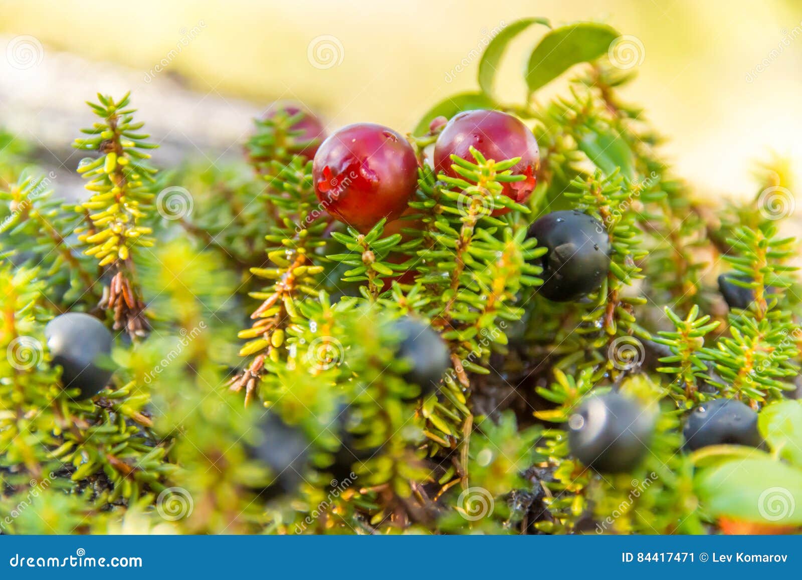 135 Crowberry Closeup Photos - Free & Royalty-Free Stock Photos from ...
