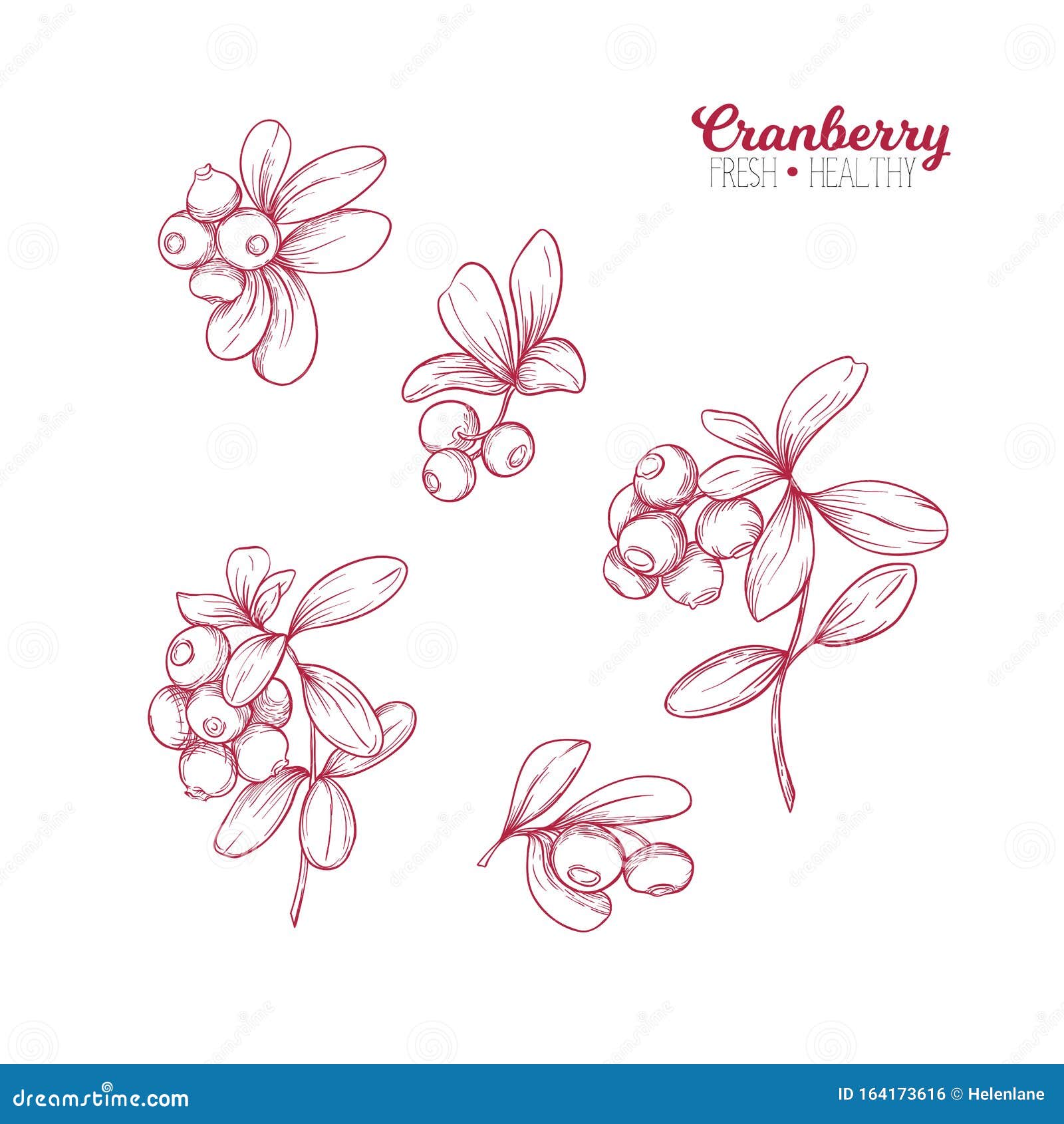 Cranberry. Element for Design Stock Vector - Illustration of mooseberry ...