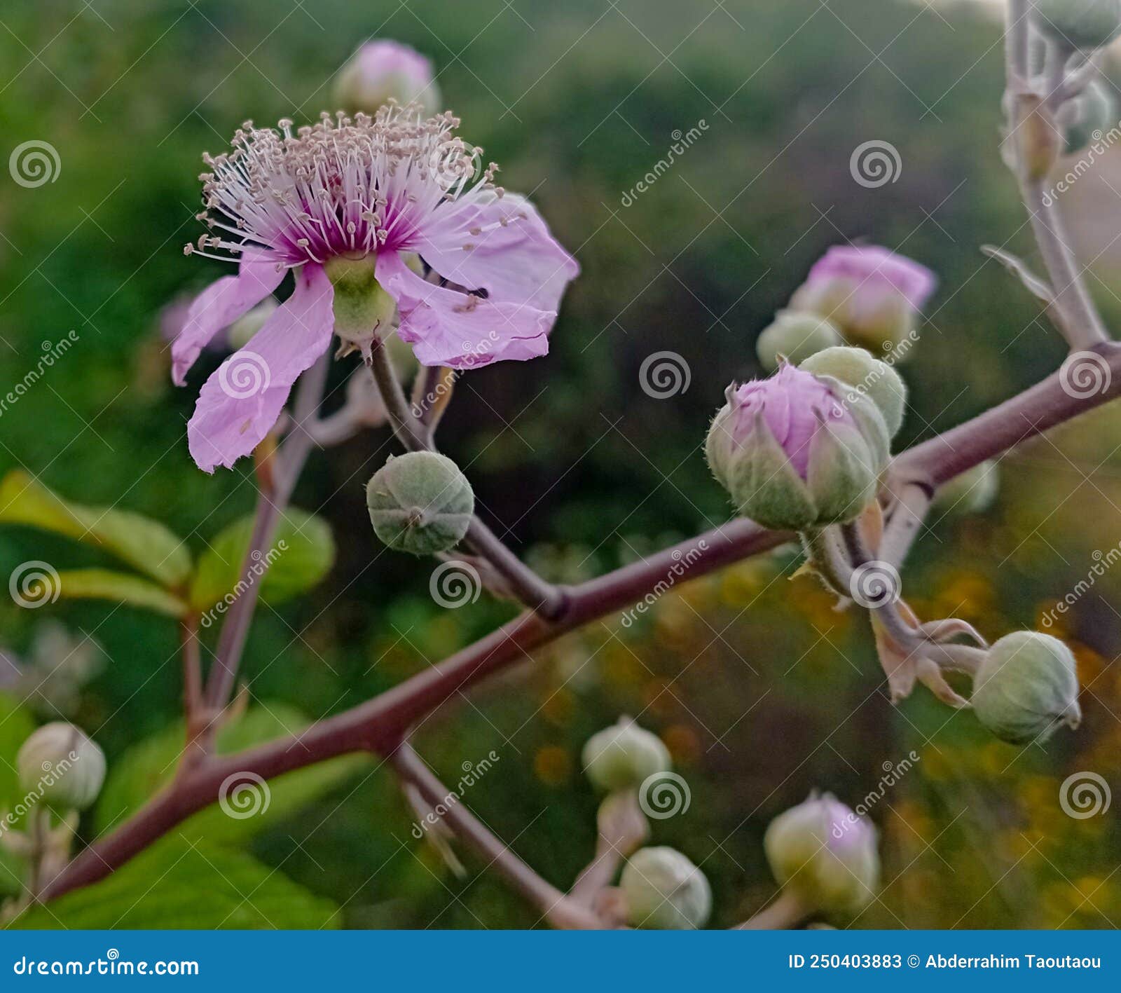 Cranberry flower in nature stock image. Image of herb - 250403883