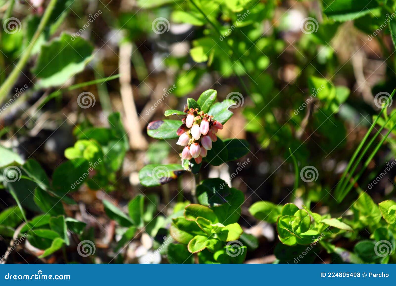 Cranberry flowers stock photo. Image of wild, health - 224805498