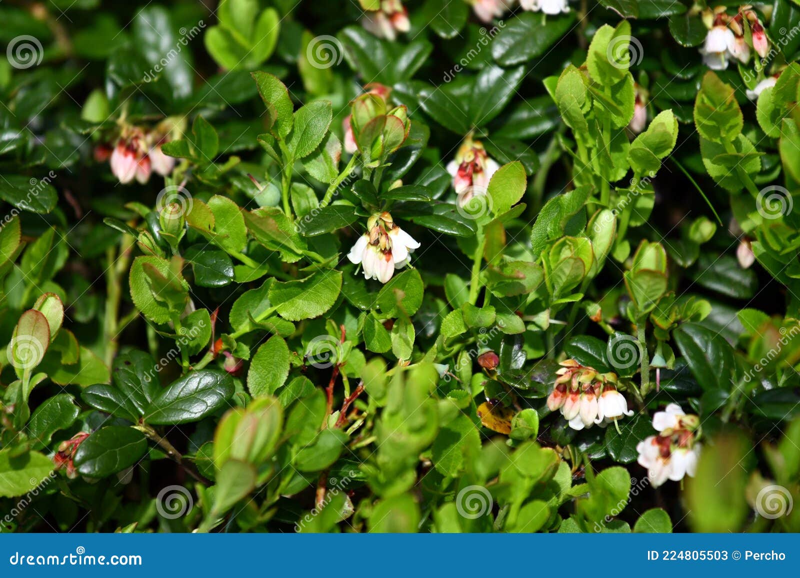 Cranberry flowers stock image. Image of organic, health - 224805503