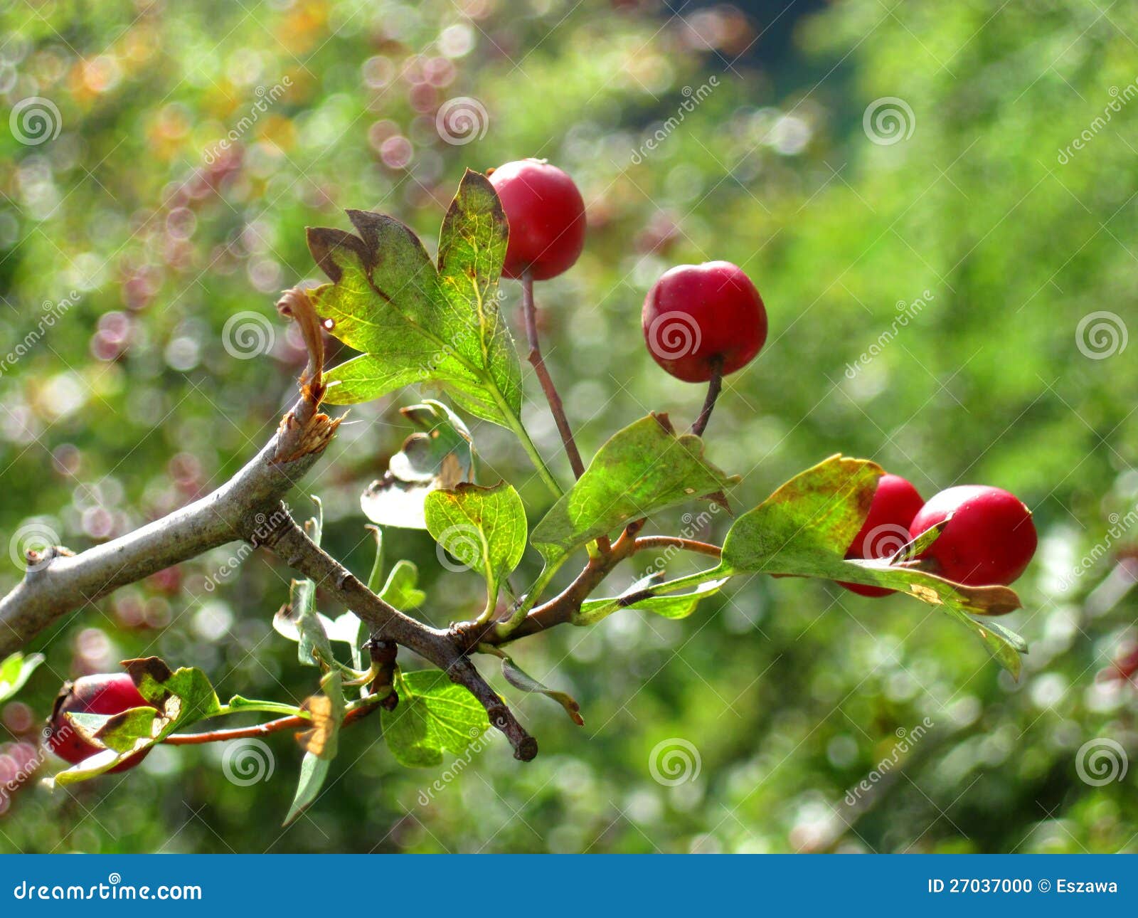 Cranberry forest stock photo. Image of hedge, rose, autumn - 27037000