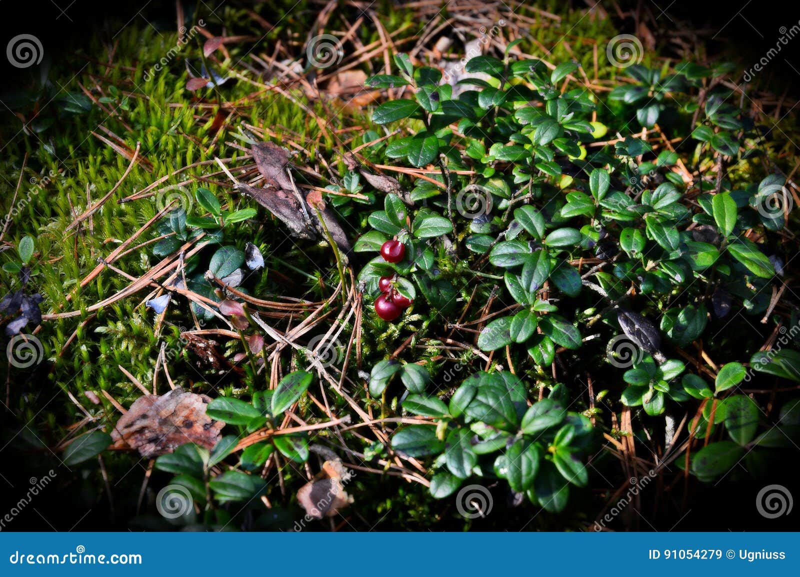 Cranberry in forest. stock image. Image of street, covered - 91054279