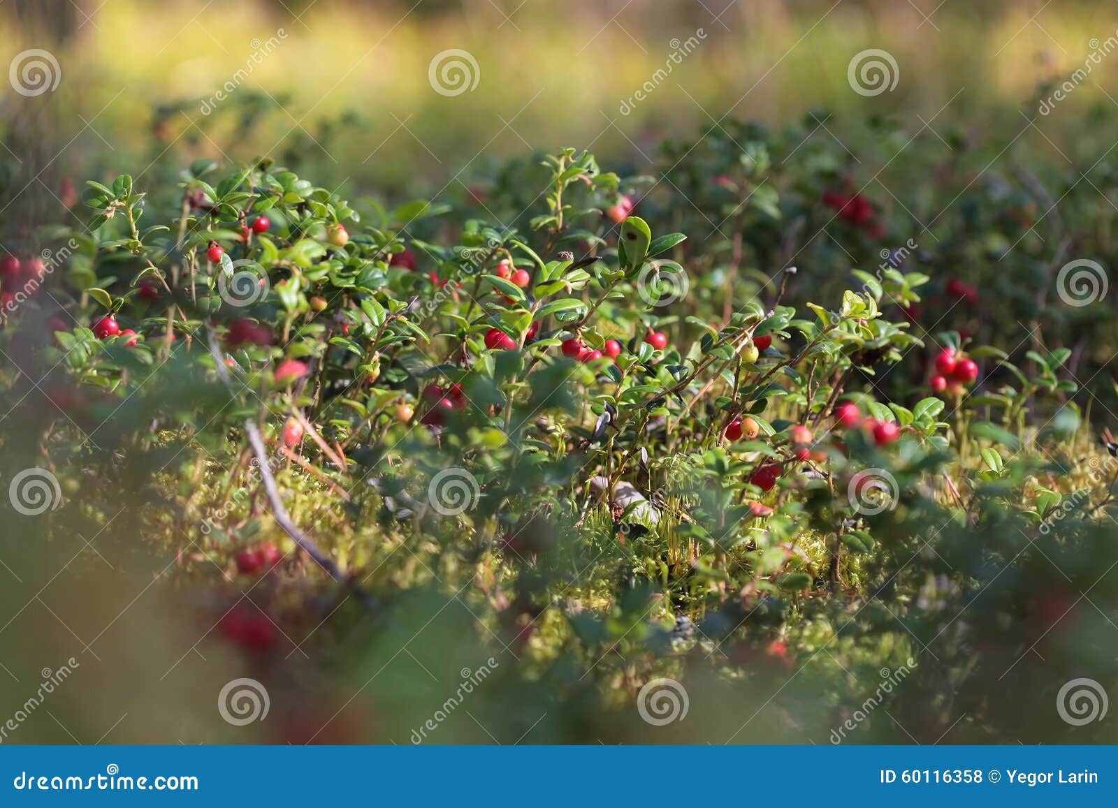 Cranberry Glade in the Forest Stock Photo - Image of closeup, meadow ...