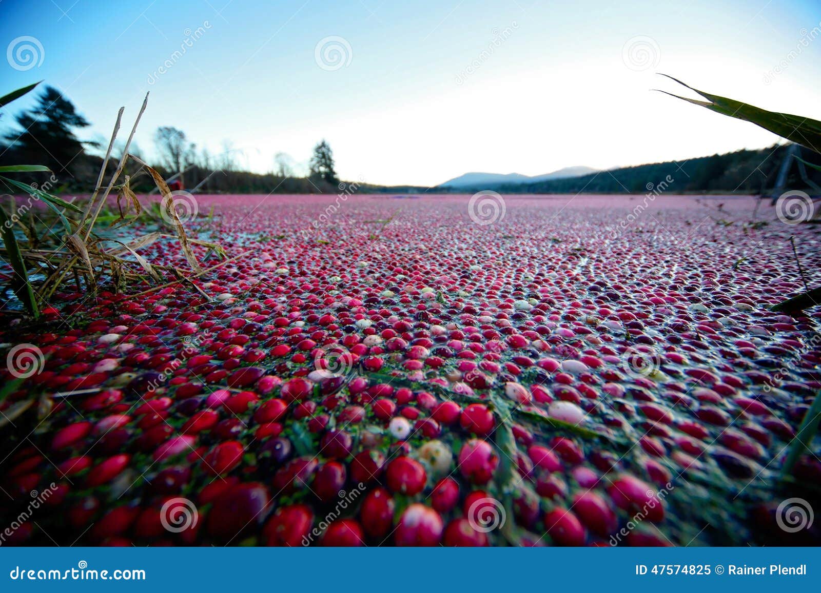 Cranberry Harvesting stock image. Image of earth, field - 47574825