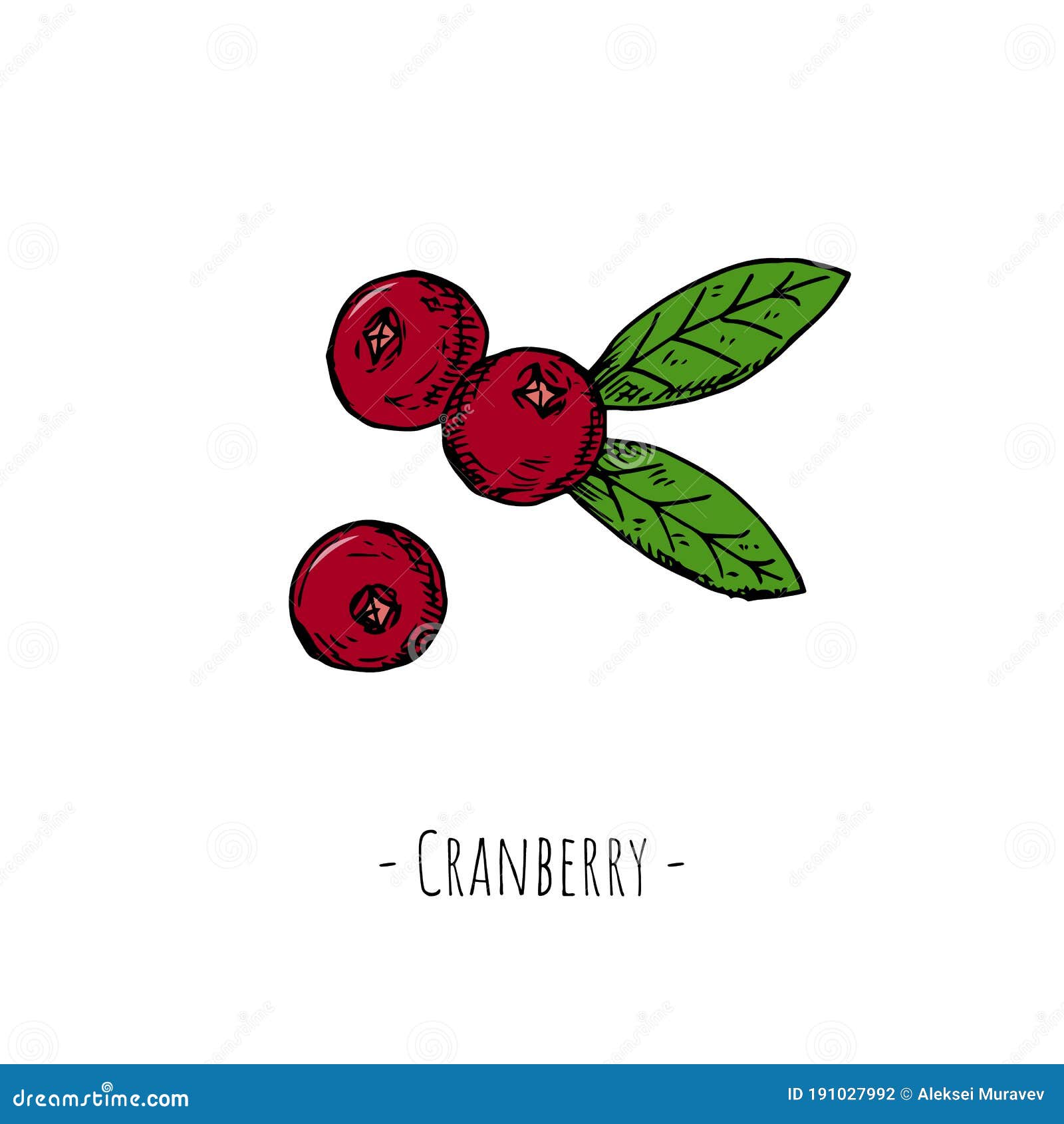 Cranberry. Isolated Objects on White Stock Vector - Illustration of ...