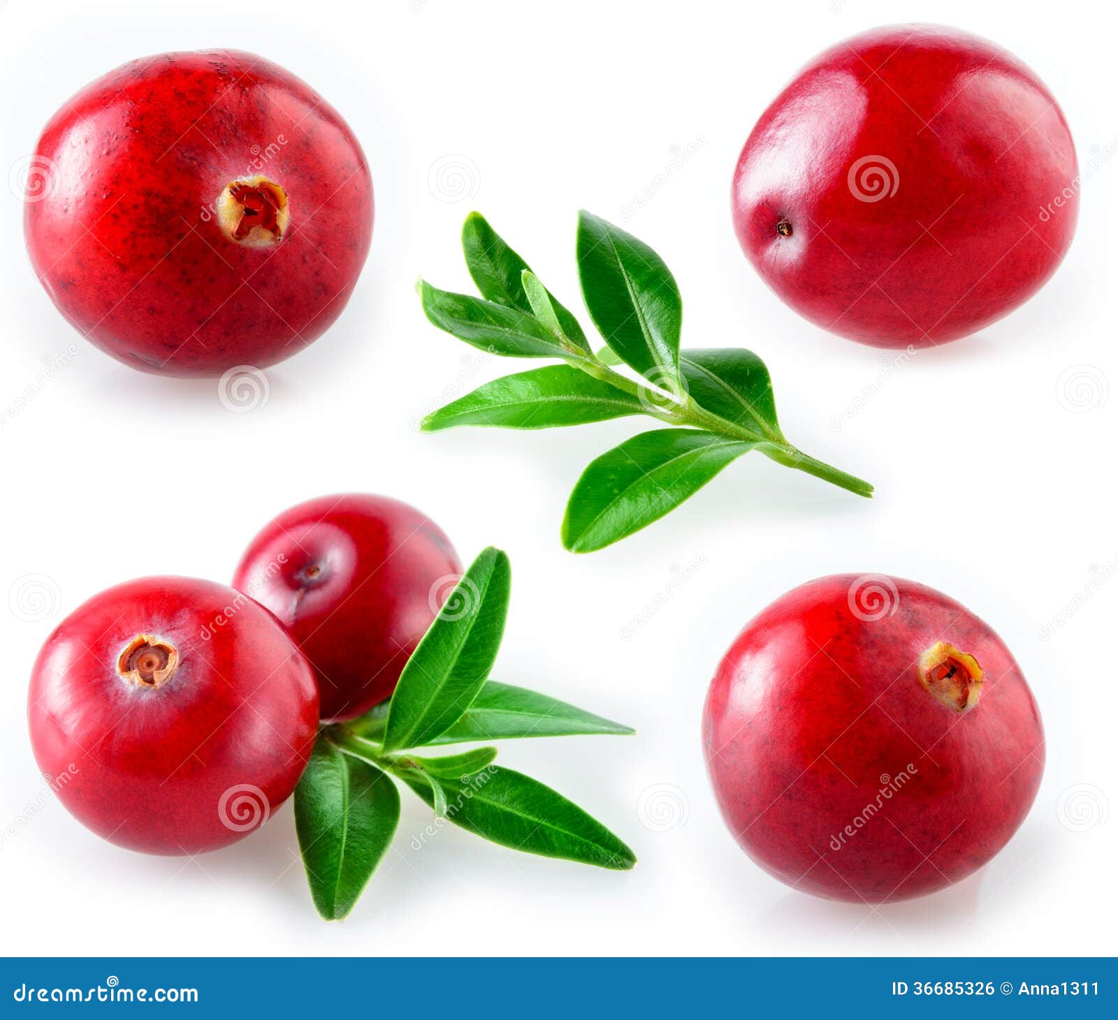 Cranberry with Leaf. Collection on White Background Stock Photo - Image ...