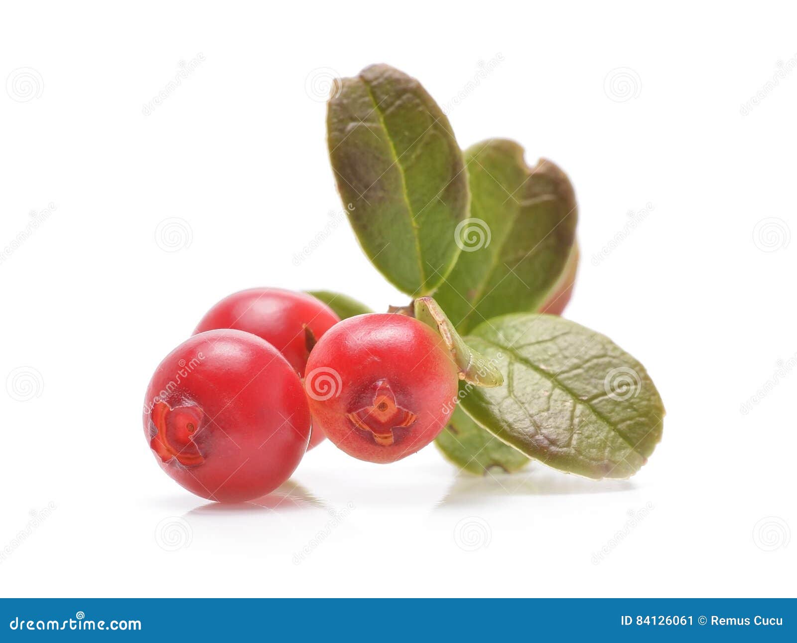 Cranberry with Leaf Isolated on White Background. Stock Image - Image ...