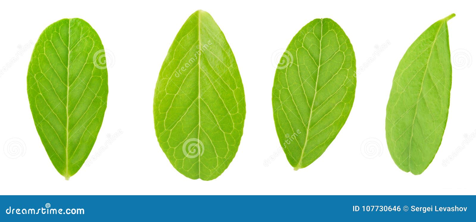 Cranberry Leaf Set Isolated on a White. Stock Photo - Image of medicine ...