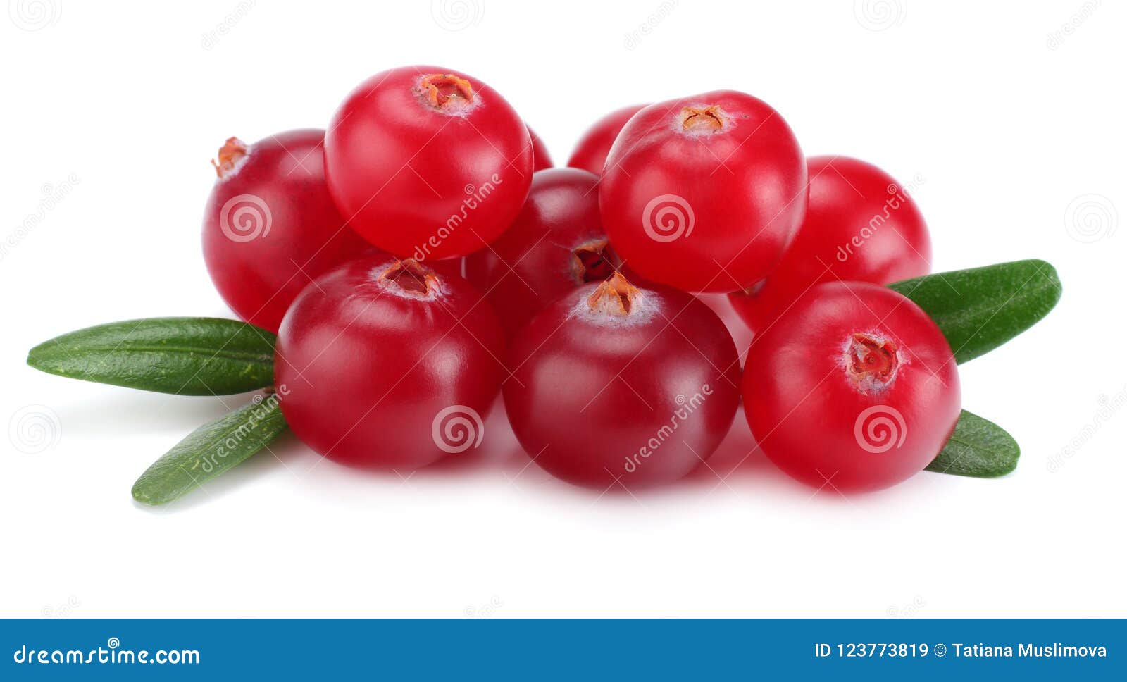 Cranberry with Leaves Isolated on White. with Clipping Path Stock Image ...