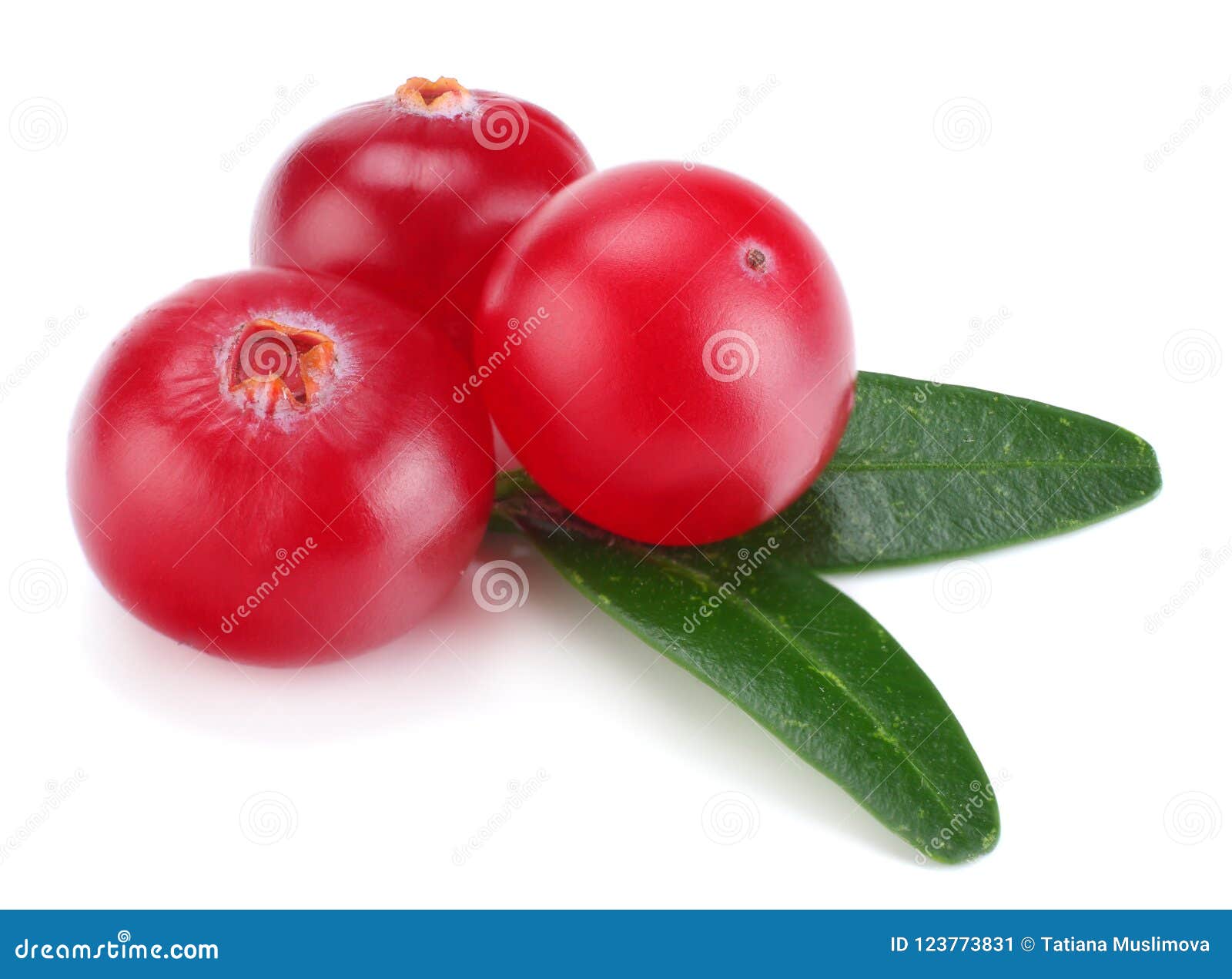 Cranberry with Leaves Isolated on White. with Clipping Path. Full Depth ...