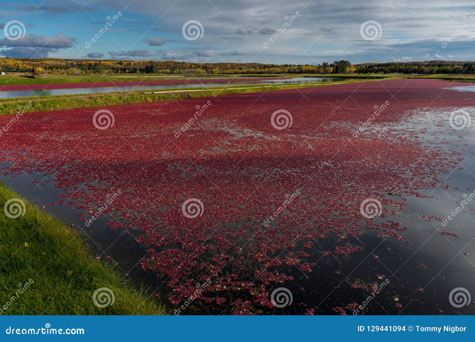 Cranberry Mach in Fall Red Berries Floating in Water Stock Photo ...