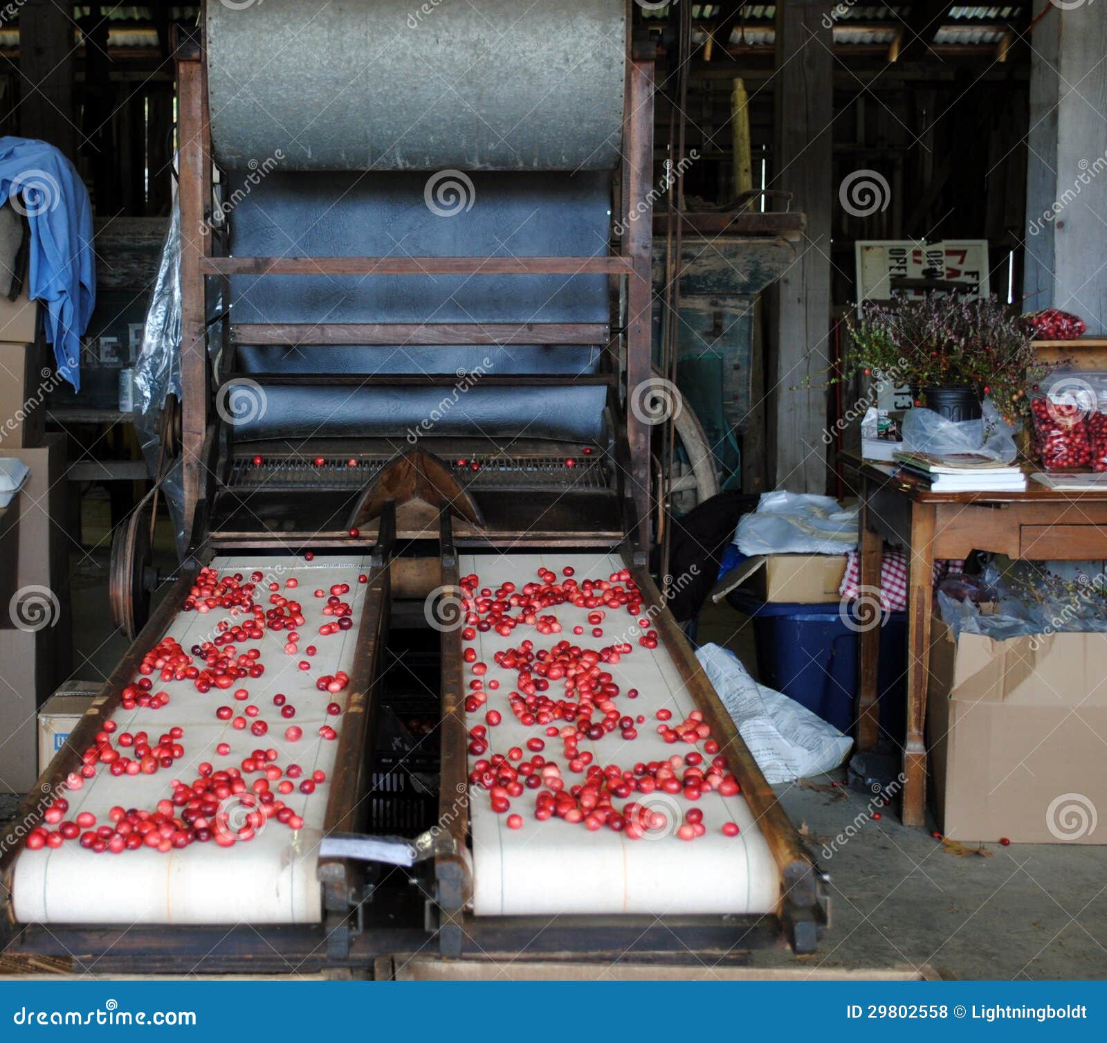 Cranberry Processing Machine Stock Photo - Image of healthy, holiday ...