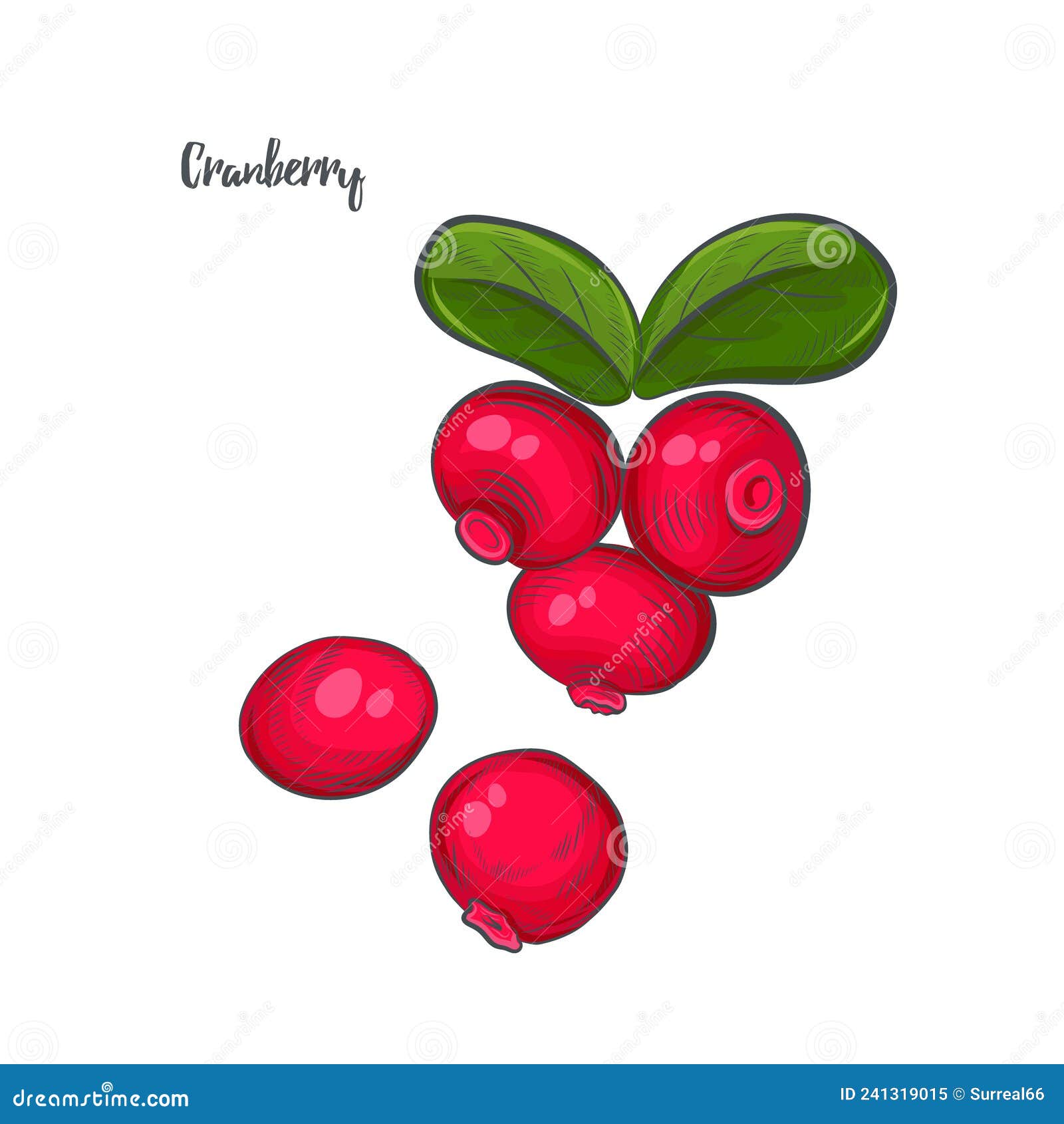 Cranberry Sketch Vector Illustration Stock Vector - Illustration of ...