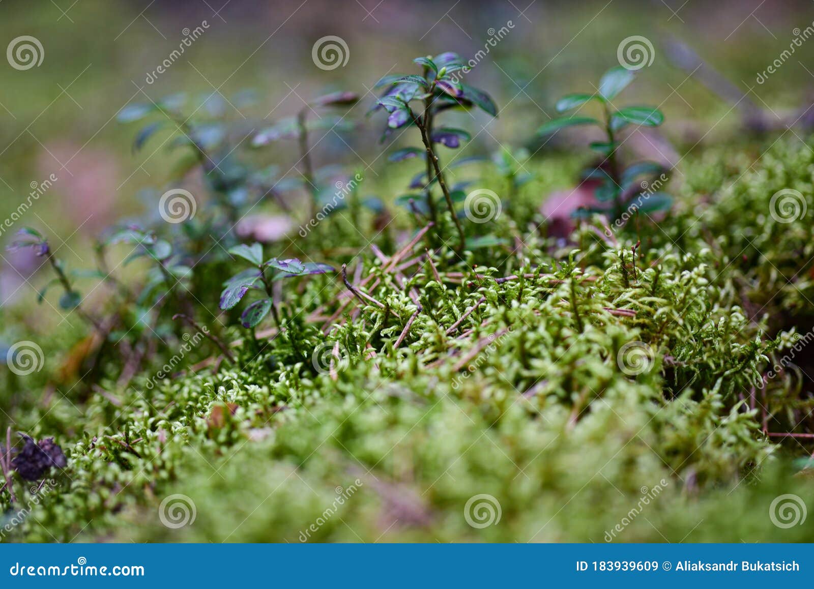 Cranberry Sprouts in Swamp Moss in the Forest Stock Image - Image of ...