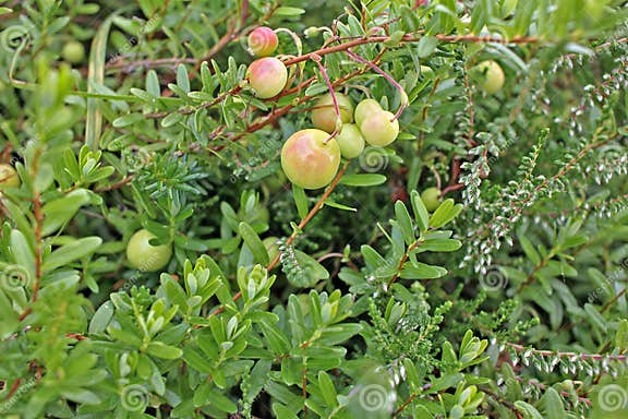 Cranberry in the swamp stock photo. Image of botanic - 259048842