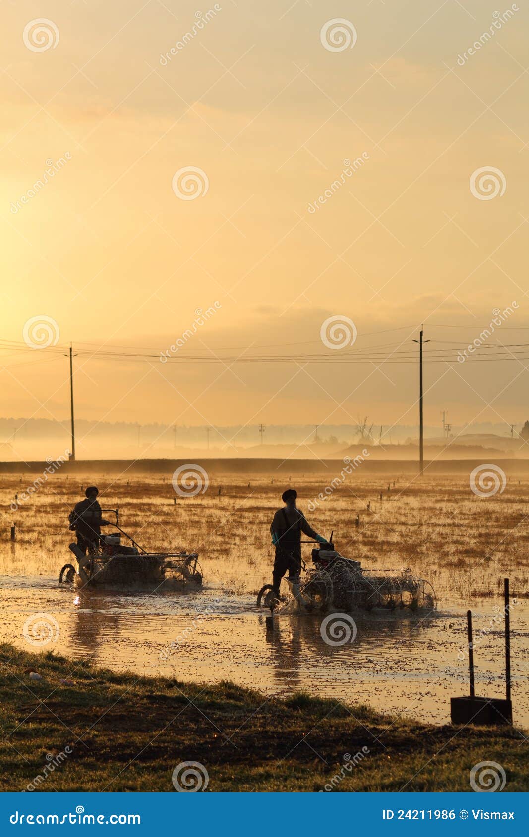 Cranberry Threshers Working in a Bog Editorial Photo - Image of farmer ...