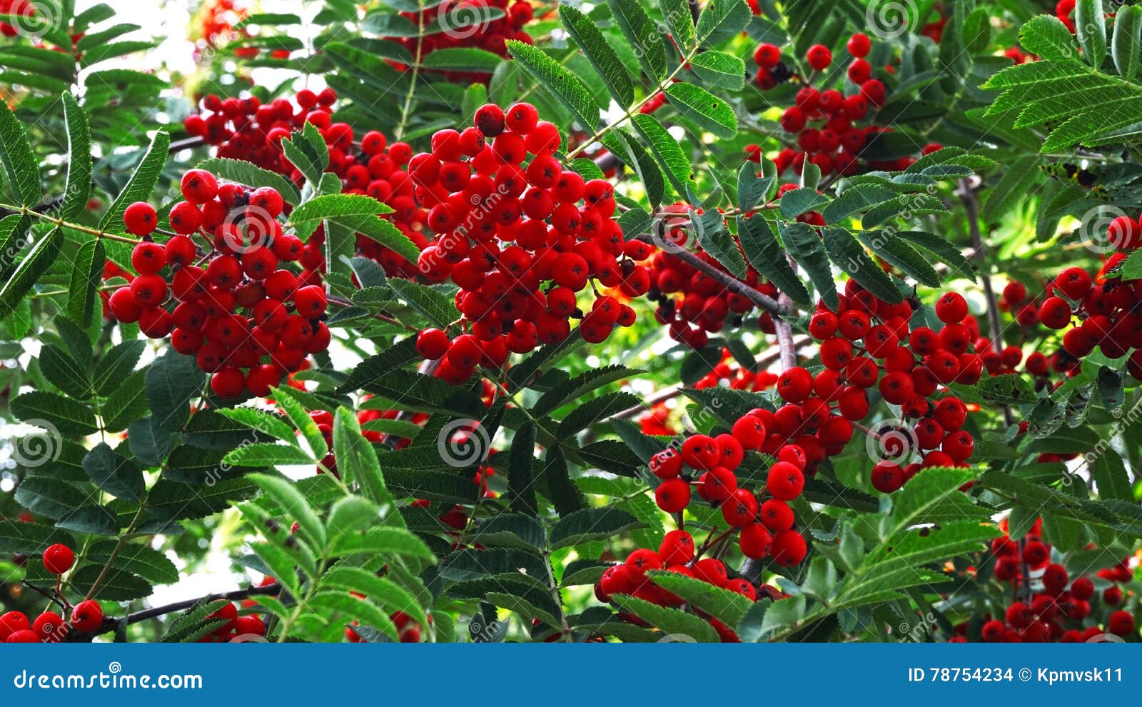 Cranberry tree stock photo. Image of food, blossoming - 78754234