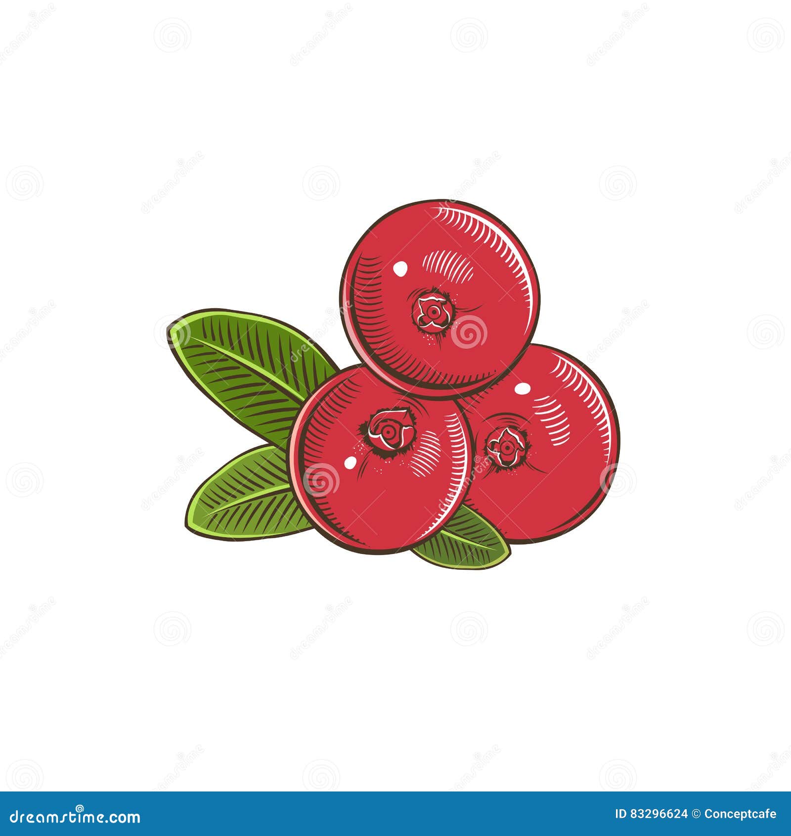 Cranberry in vintage style stock illustration. Illustration of cuisine ...