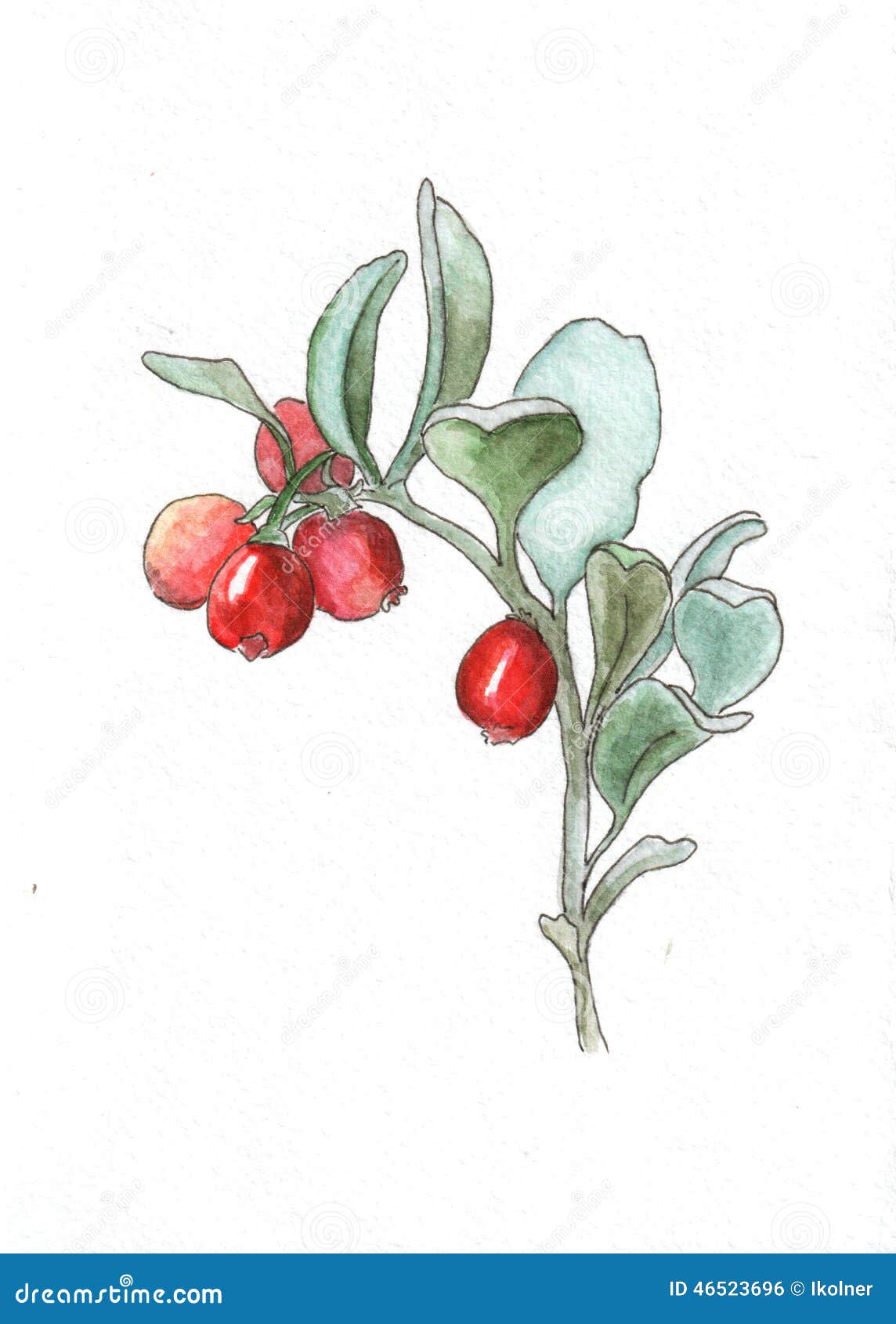 Cranberry stock illustration. Illustration of drawing - 46523696