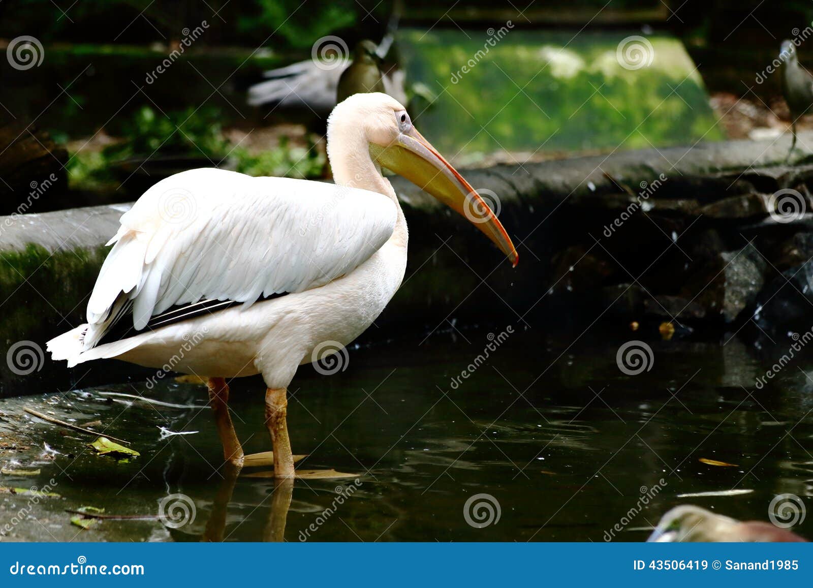 Crane stock image. Image of travel, grace, catching, feather - 43506419